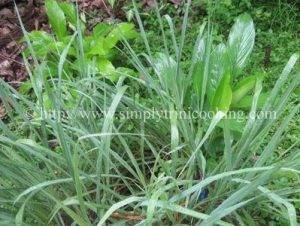 Fever Grass or Lemongrass Tea