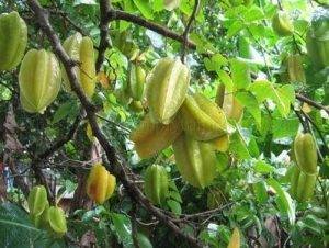 A Refreshing Five Finger Juice