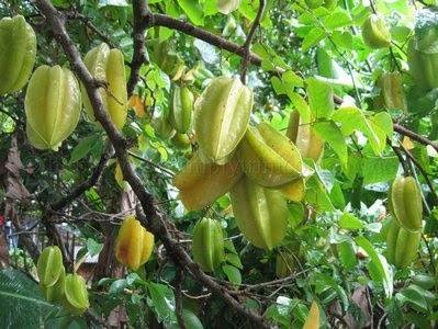 A Refreshing Five Finger Juice